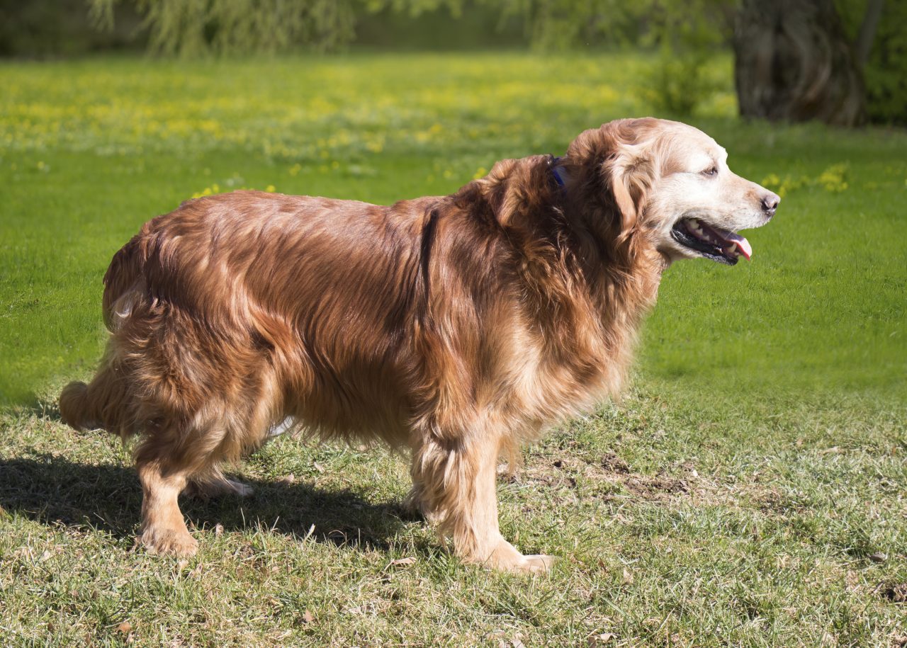 OUR FAMILY - Golden Hills Retrievers