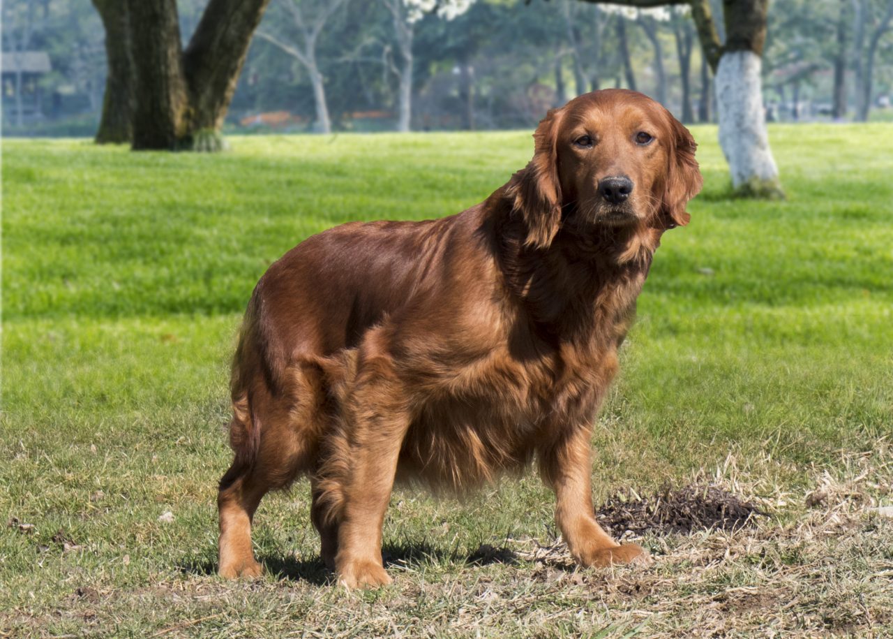 OUR FAMILY - Golden Hills Retrievers