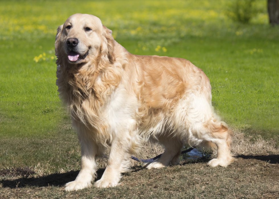 OUR FAMILY - Golden Hills Retrievers