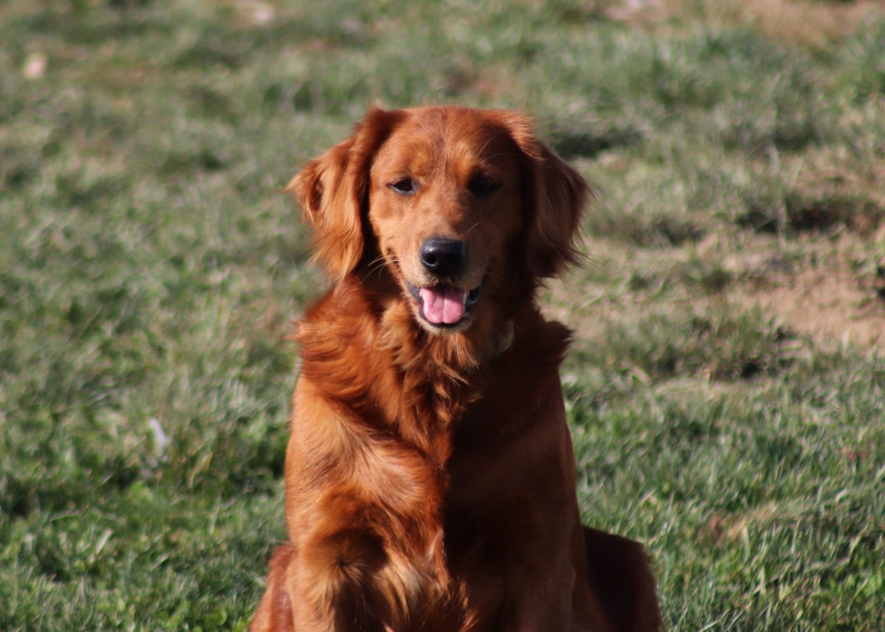 OUR FAMILY - Golden Hills Retrievers
